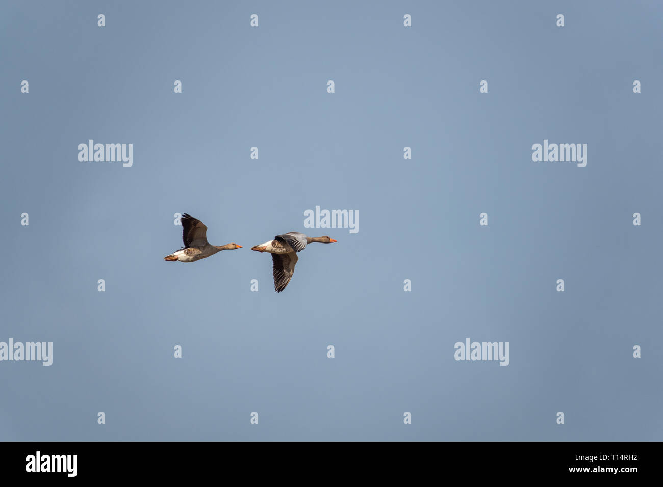 Flying goose path hi-res stock photography and images - Alamy