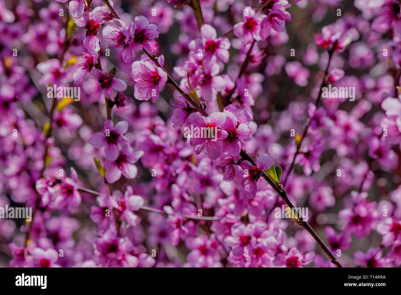 Bloomed trees hi-res stock photography and images - Alamy