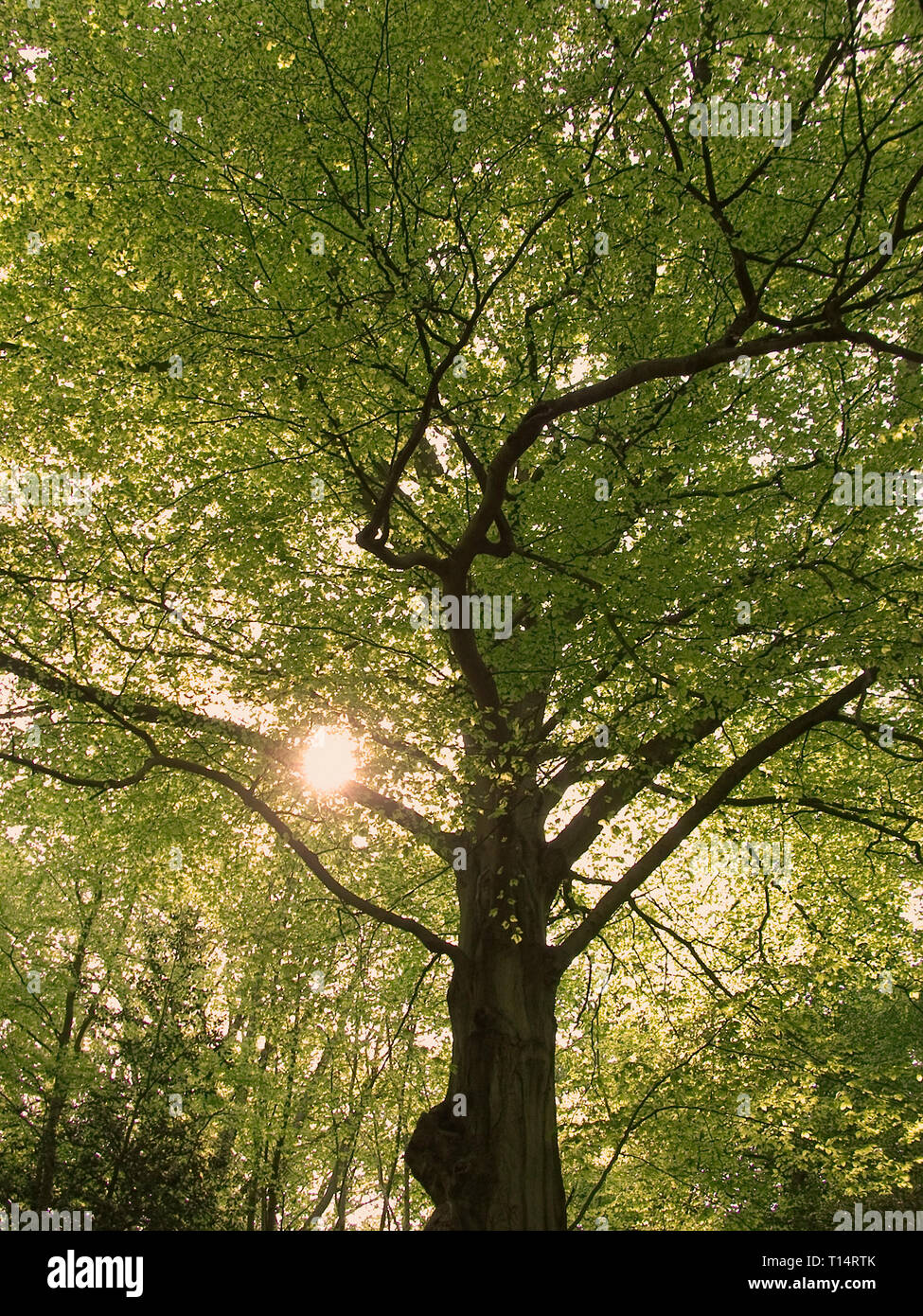 Spring in West Walk. Forest of Bere, Hampshire, UK: beech tree with sun ...