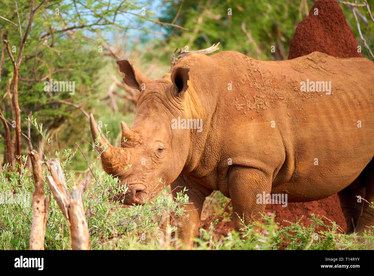 Sumatran rhinoceros skin hi-res stock photography and images - Alamy