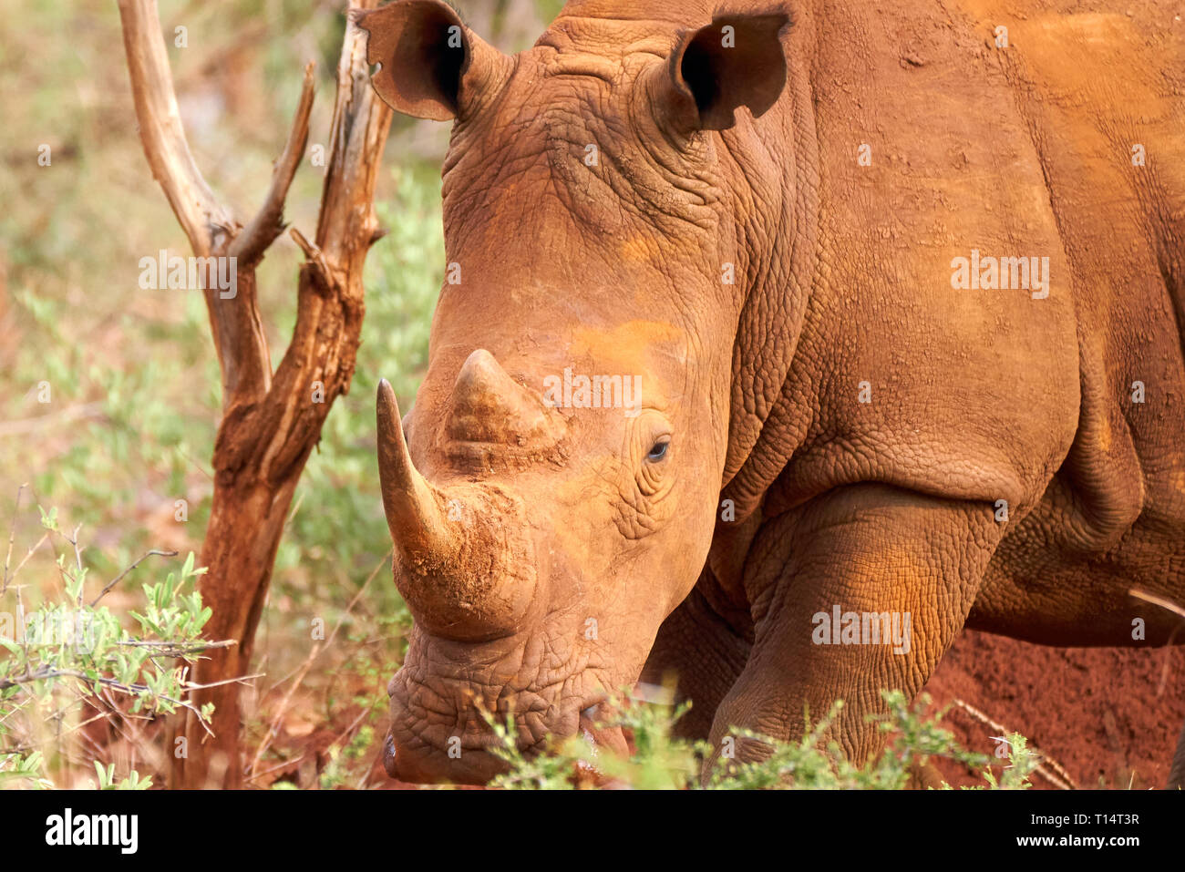 Large White Rhino High Resolution Stock Photography and Images - Alamy