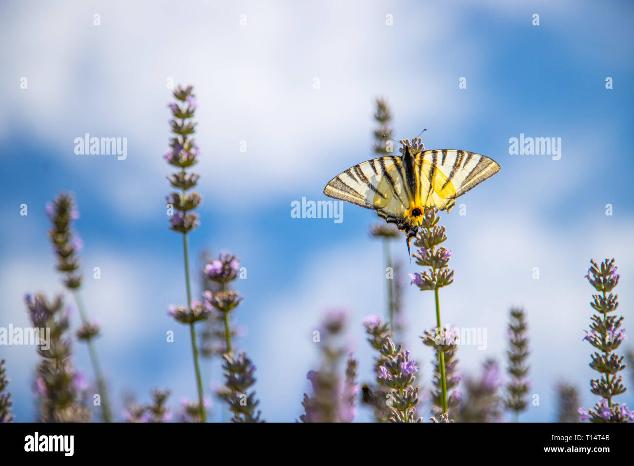 Butterfly on purple lavender blooms, France, post card Stock Photo - Alamy