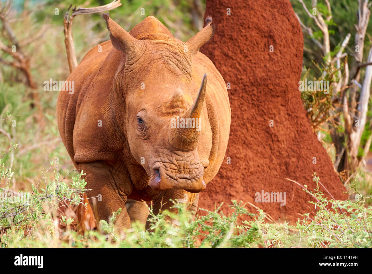 Sumatran rhinoceros skin hi-res stock photography and images - Alamy
