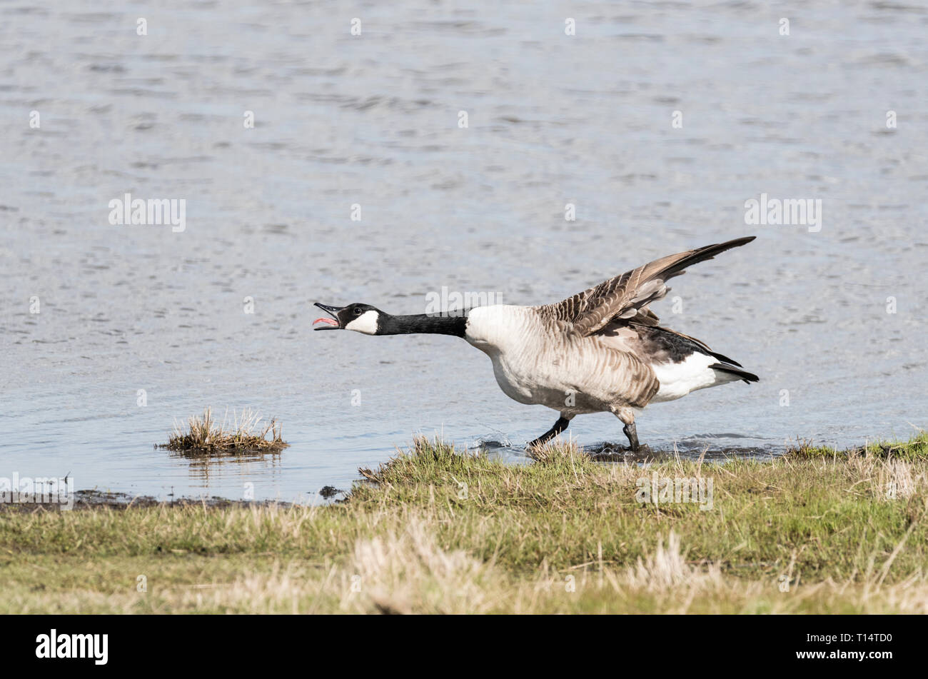 Aggressive Canada Goose (Branta canadensis Stock Photo - Alamy