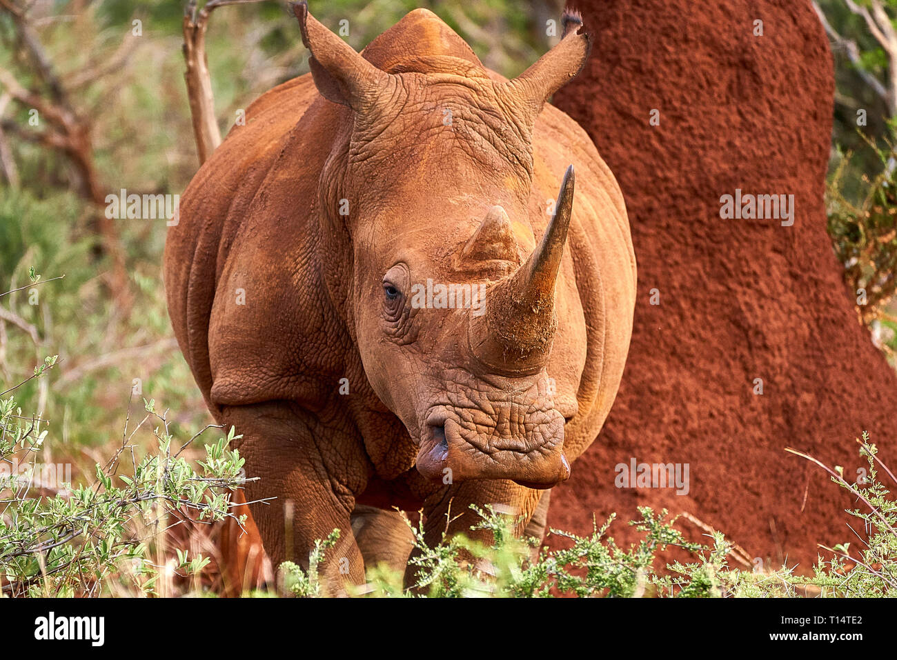 Plains zebra white rhinoceros hi-res stock photography and images - Alamy