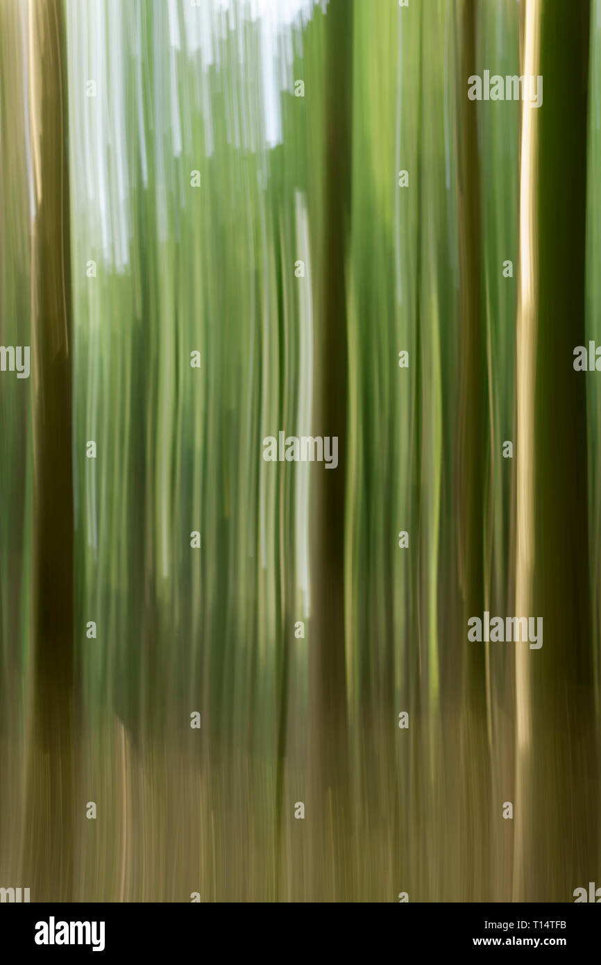 Long exposure in the forest in abstract appearance with horizontal ...