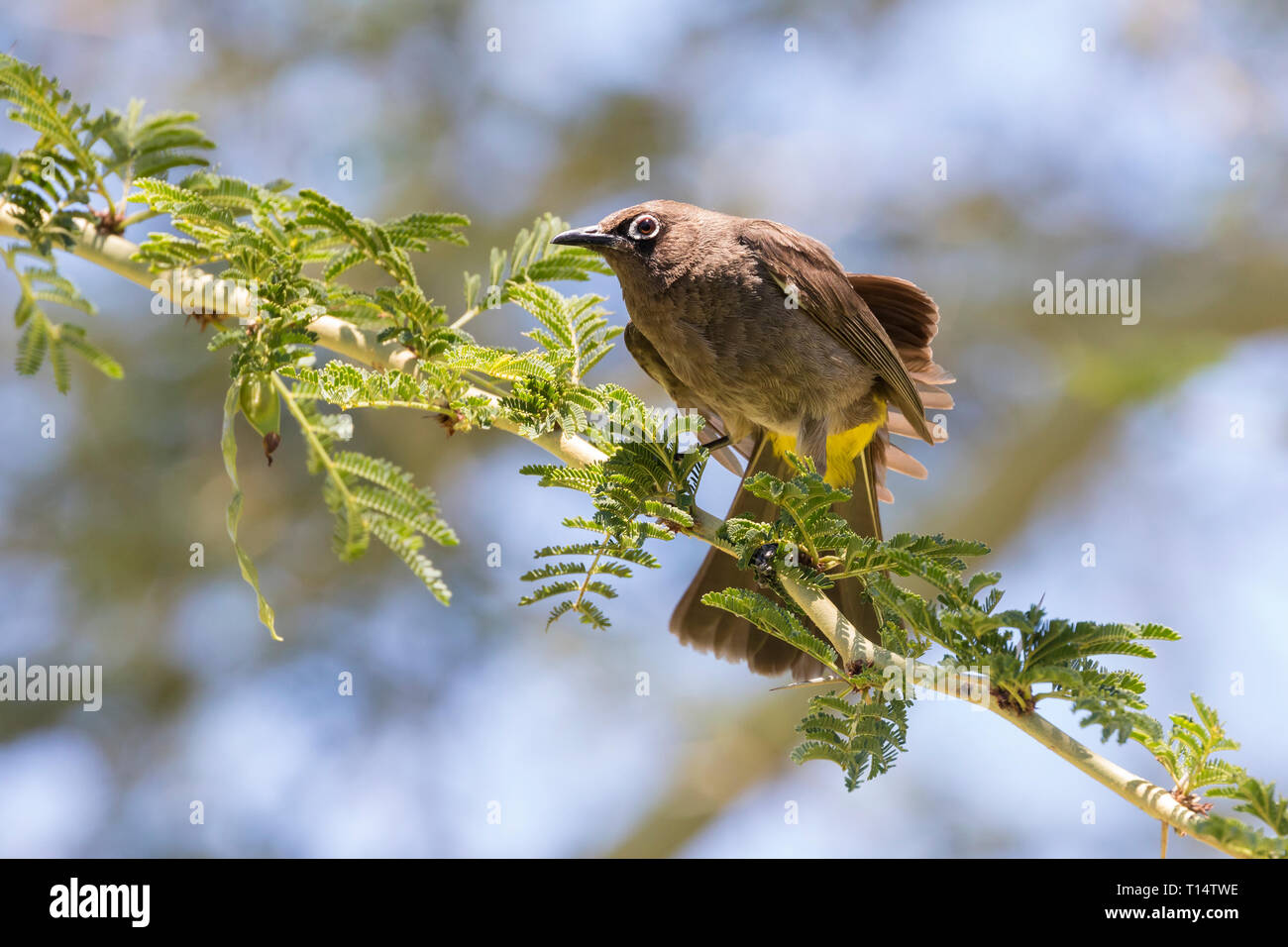 Cape Bulbul, Pycnonotus capensis, preening on Fever Tree branch ...