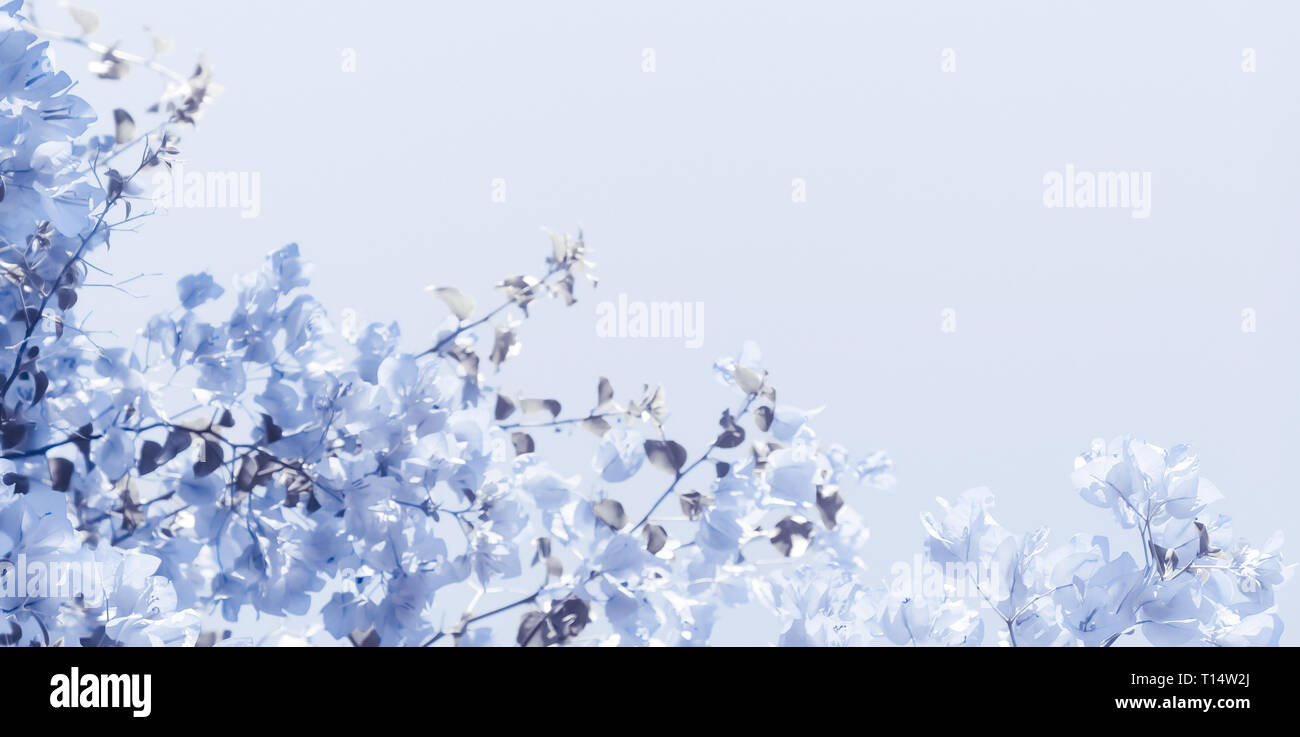 Flower background, spring nature and botanical beauty concept - Blue ...