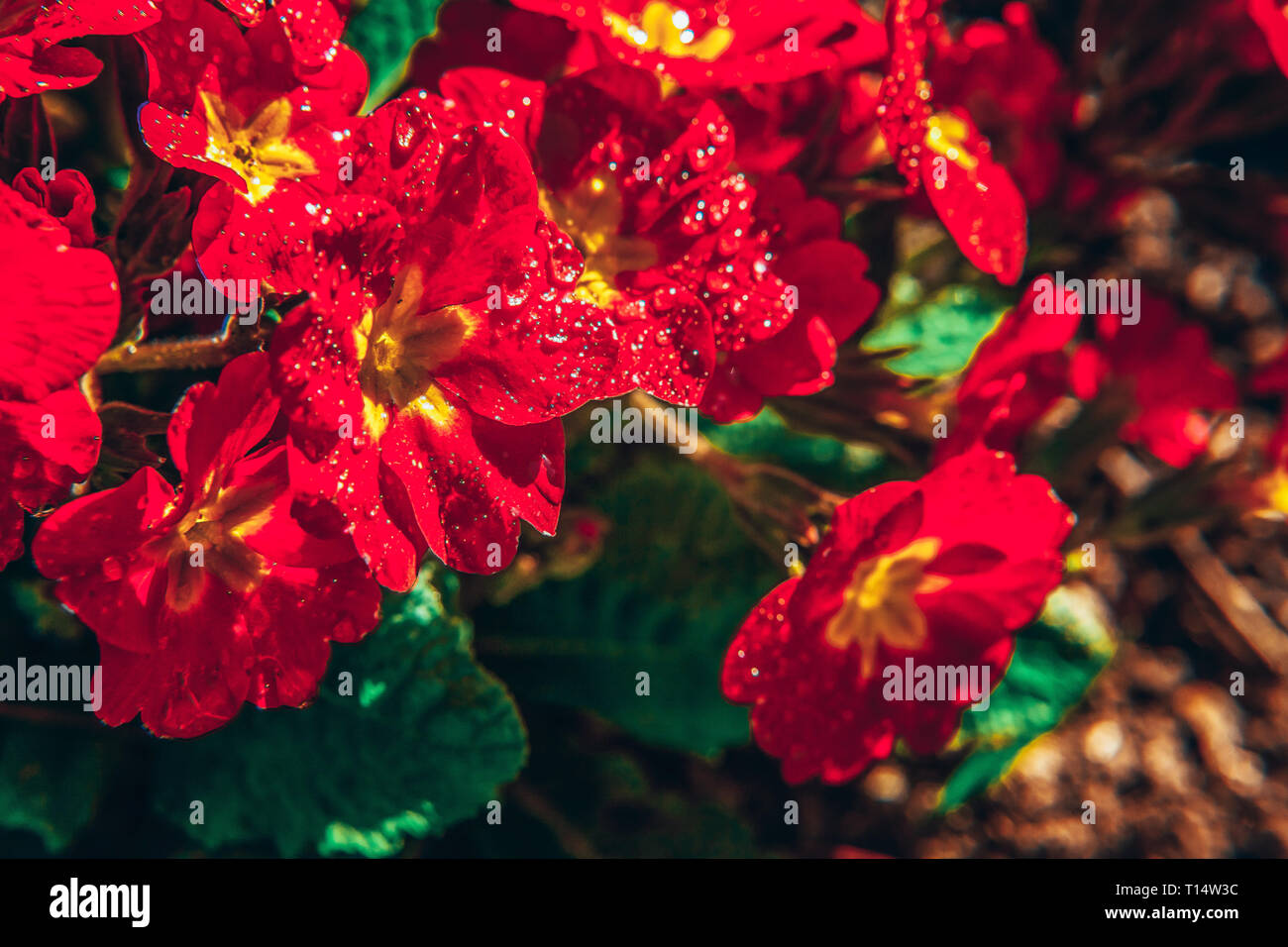 Primrose Primula with red flowers. Inspirational natural floral spring ...