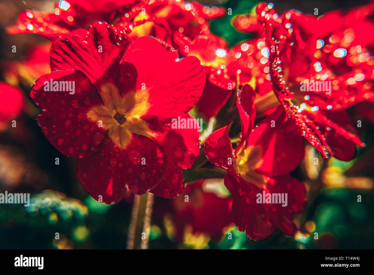 Primrose Primula with red flowers. Inspirational natural floral spring ...