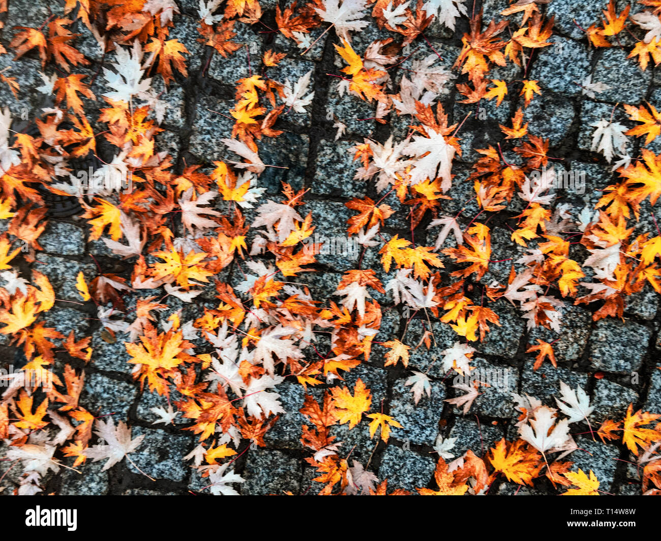Fall season, weather and environment concept - Autumn leaves and trees ...