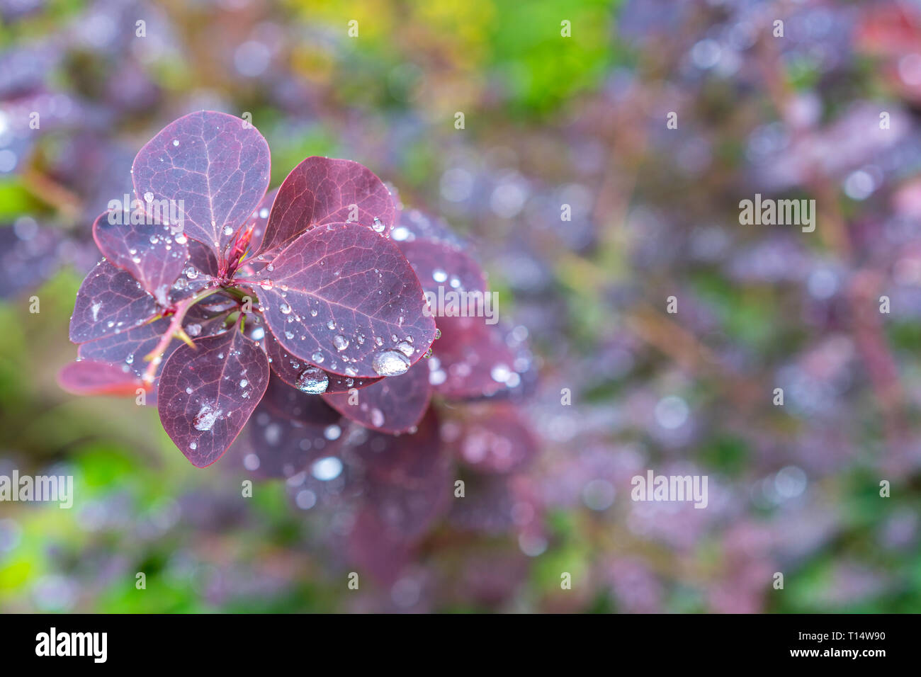 Red branch japanese barberry hi-res stock photography and images - Alamy