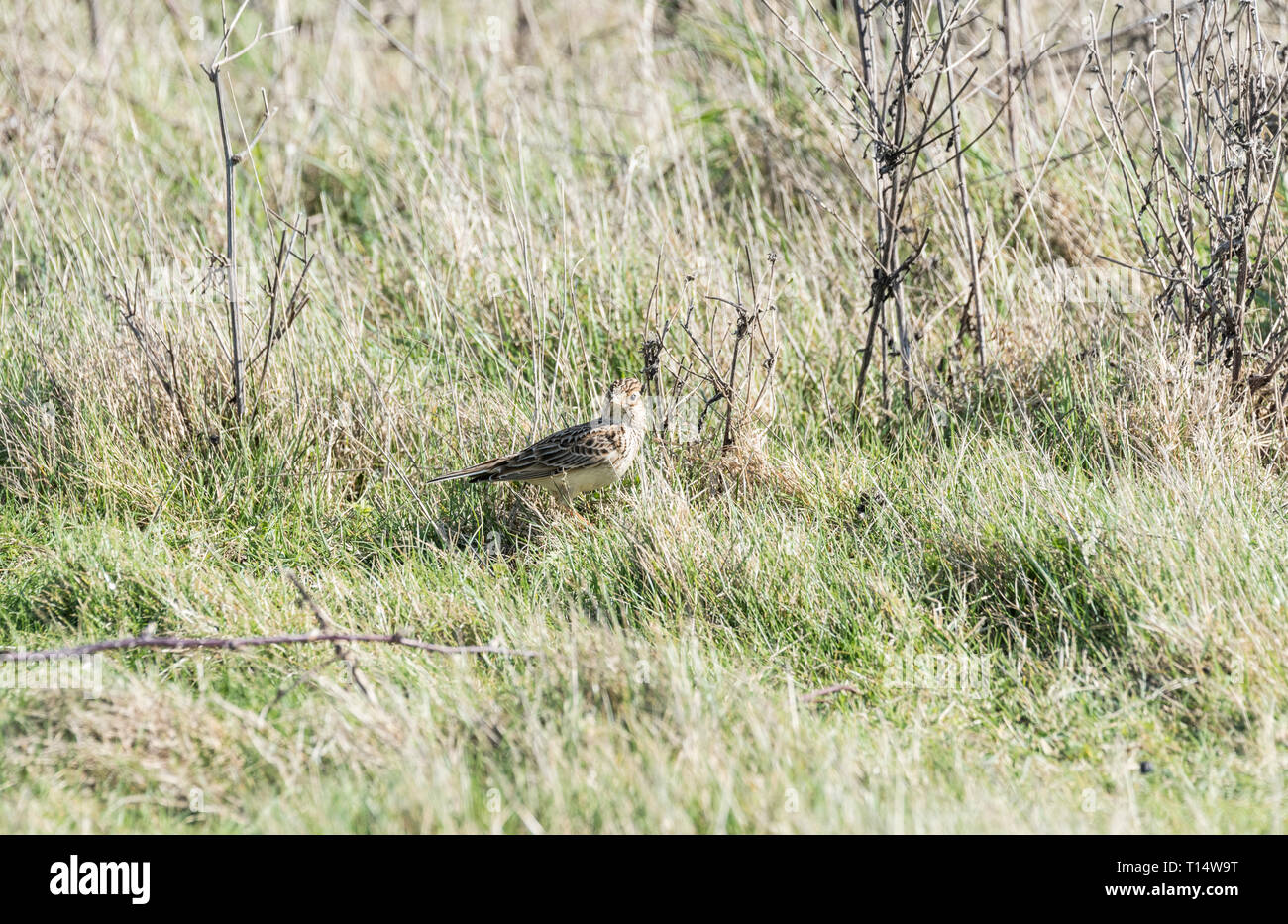 Feldlerche alauda arvensis hi-res stock photography and images - Alamy