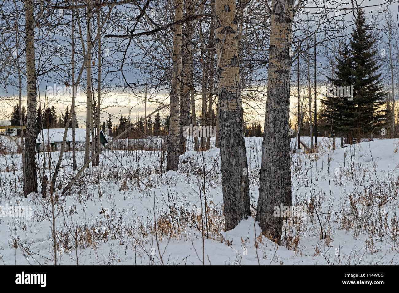 Forest under snow of the Dempster Highway, near Peely Crossing Stock ...