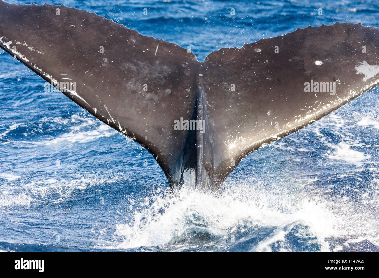 Humpback whale maui hawaii hi-res stock photography and images - Alamy