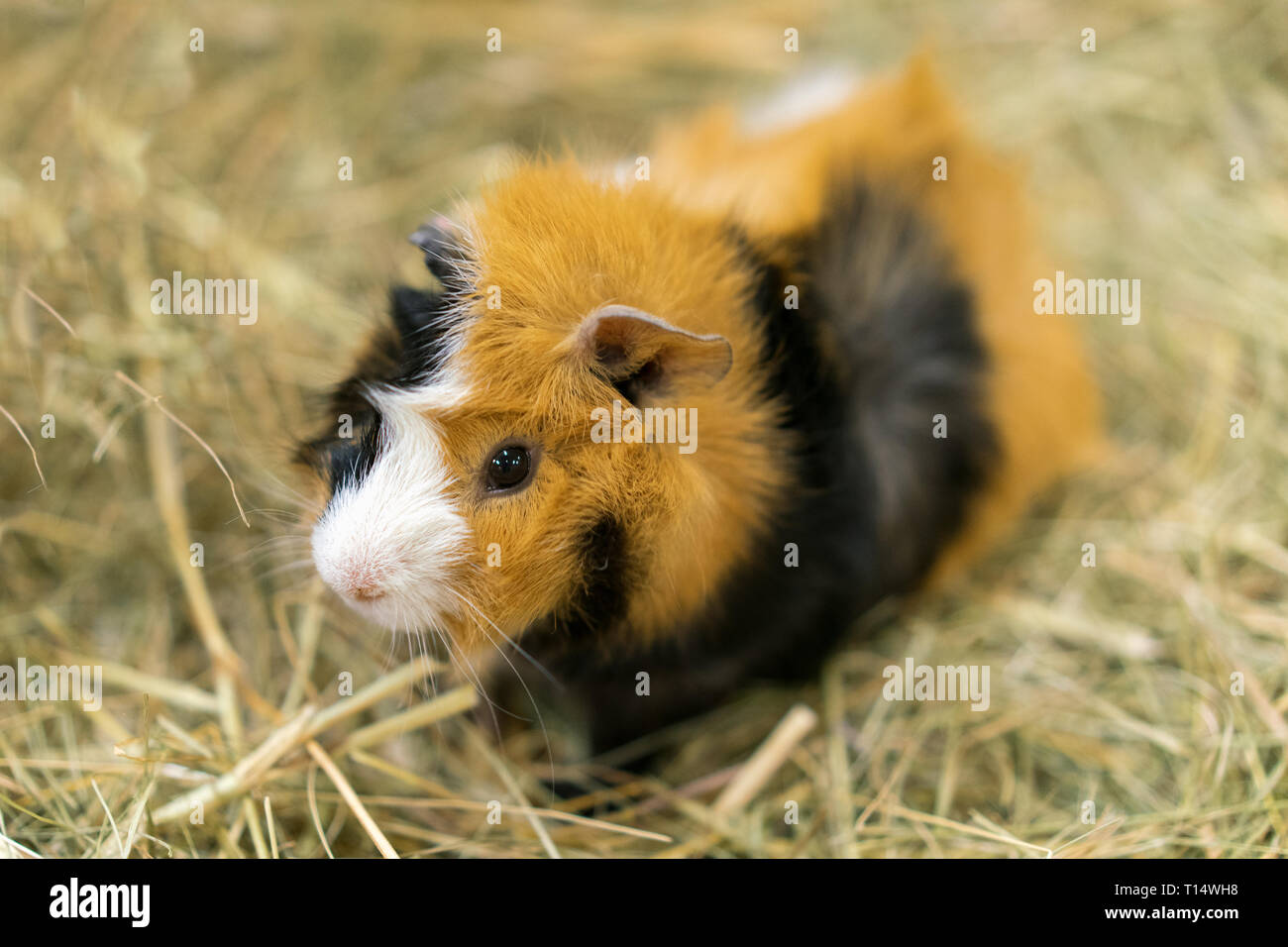 Guinea pig puppy hi-res stock photography and images - Alamy