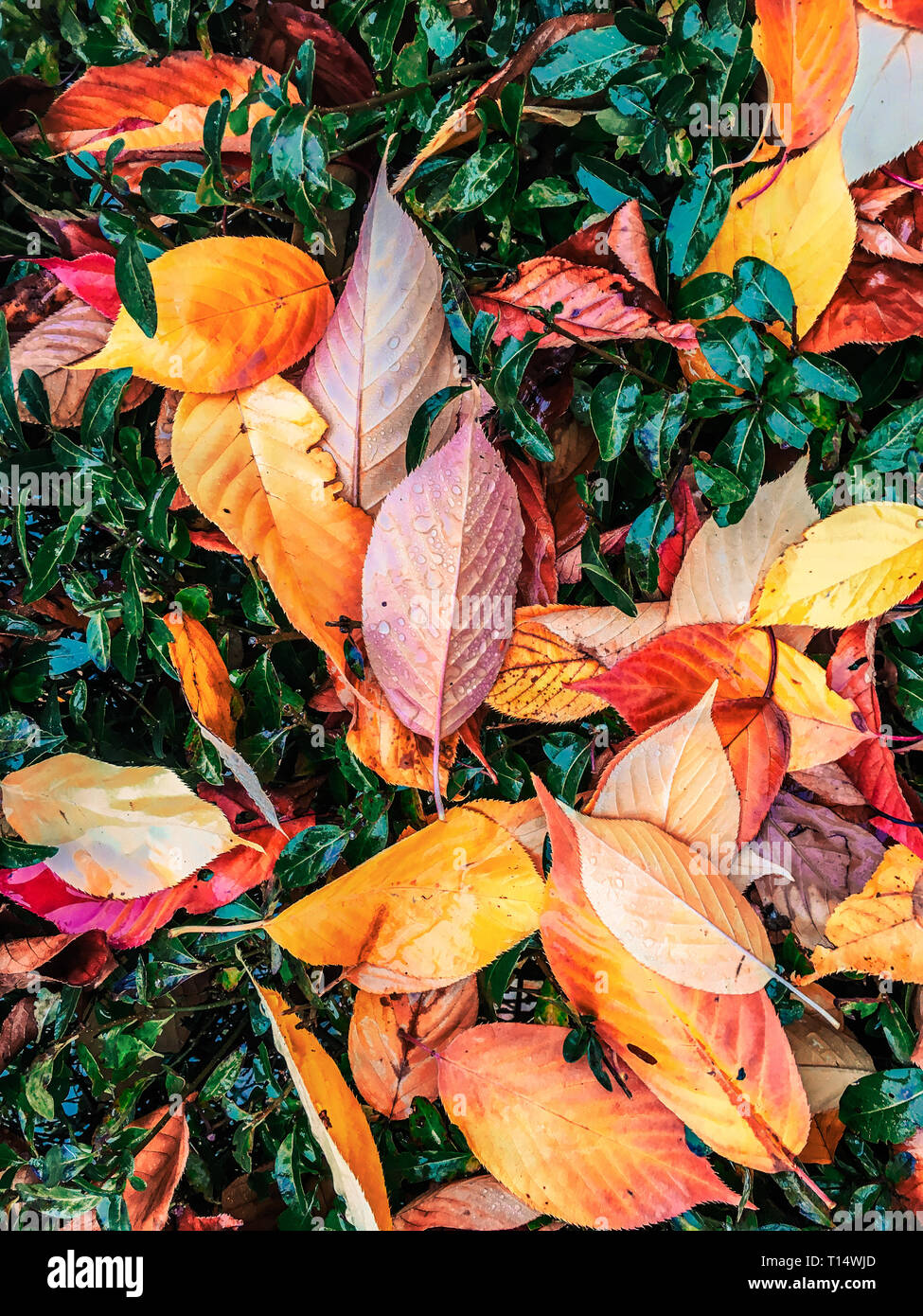 Fall season, weather and environment concept - Autumn leaves and trees ...