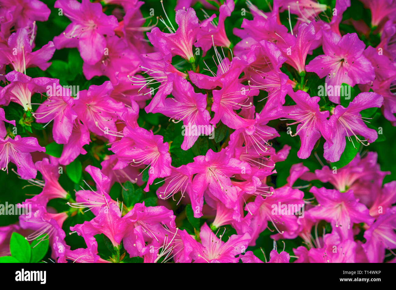 Indian Azaleas High Resolution Stock Photography and Images - Alamy