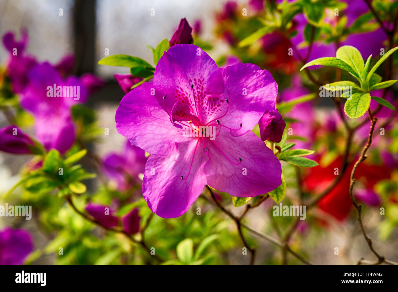 Indian Azaleas High Resolution Stock Photography and Images - Alamy