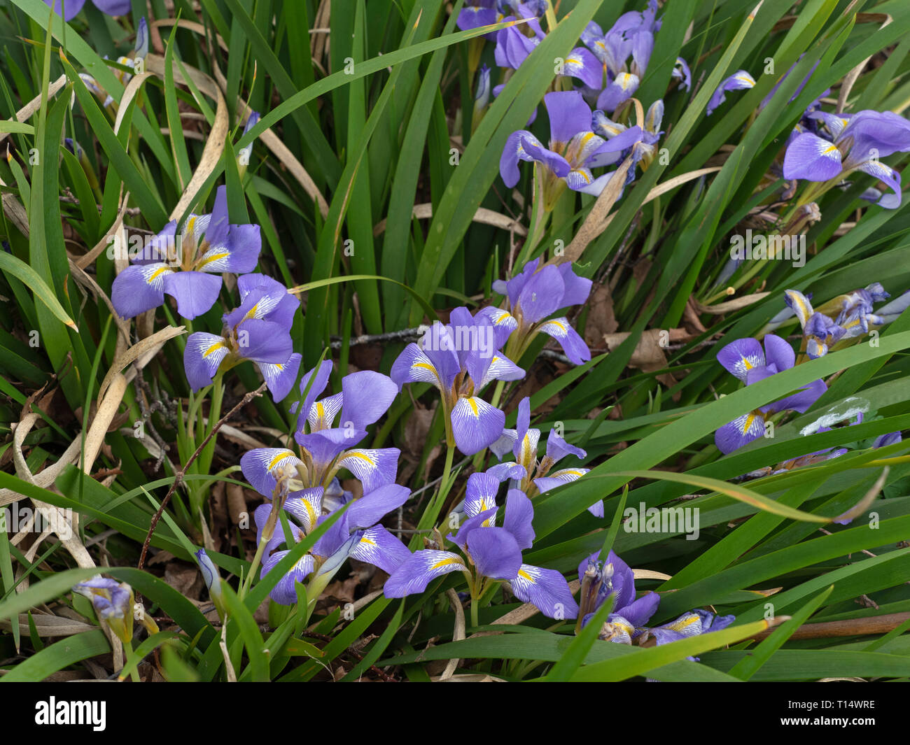 Douglas iris Iris douglasiana Stock Photo - Alamy