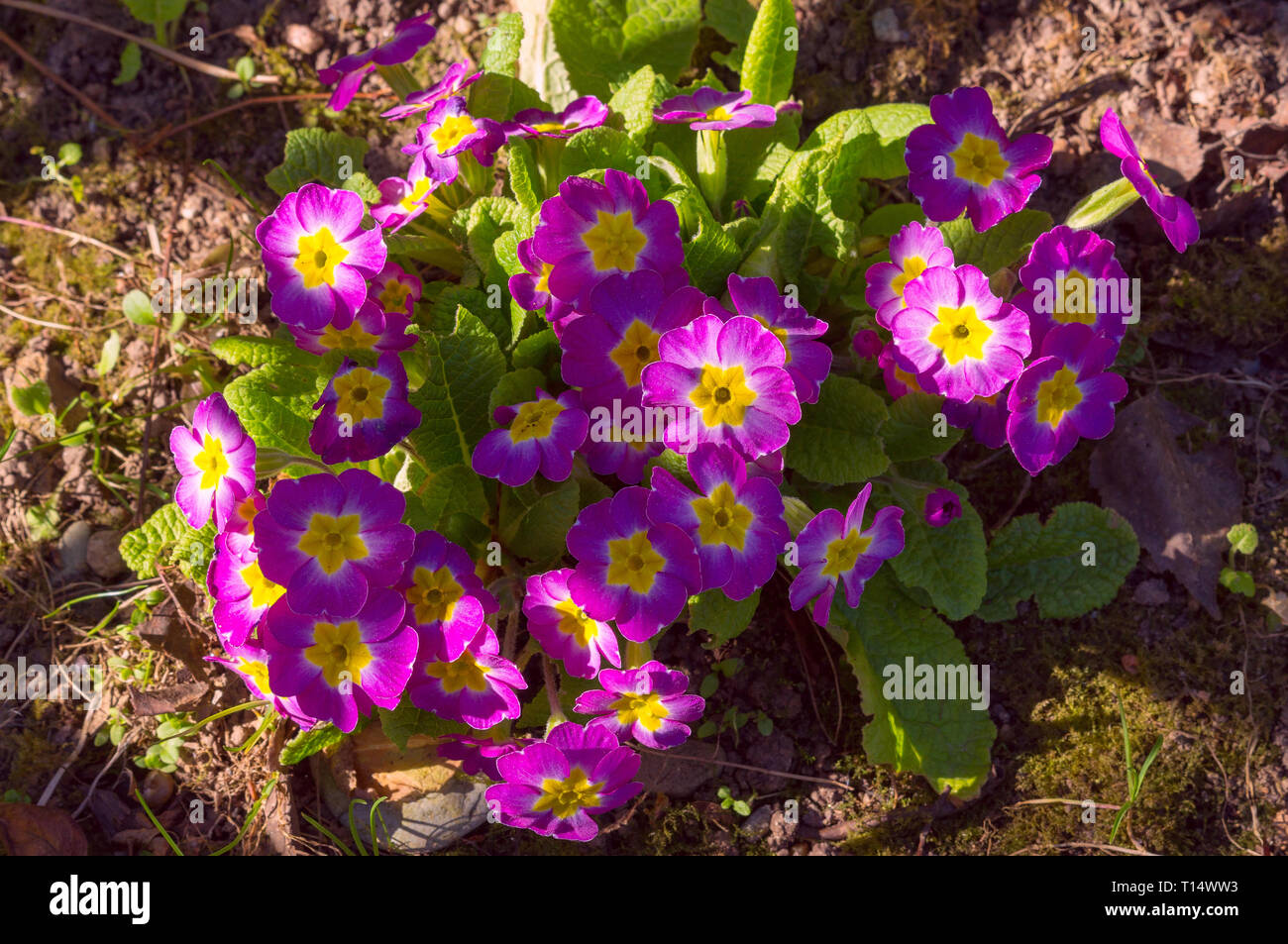 Primroseflower hi-res stock photography and images - Alamy