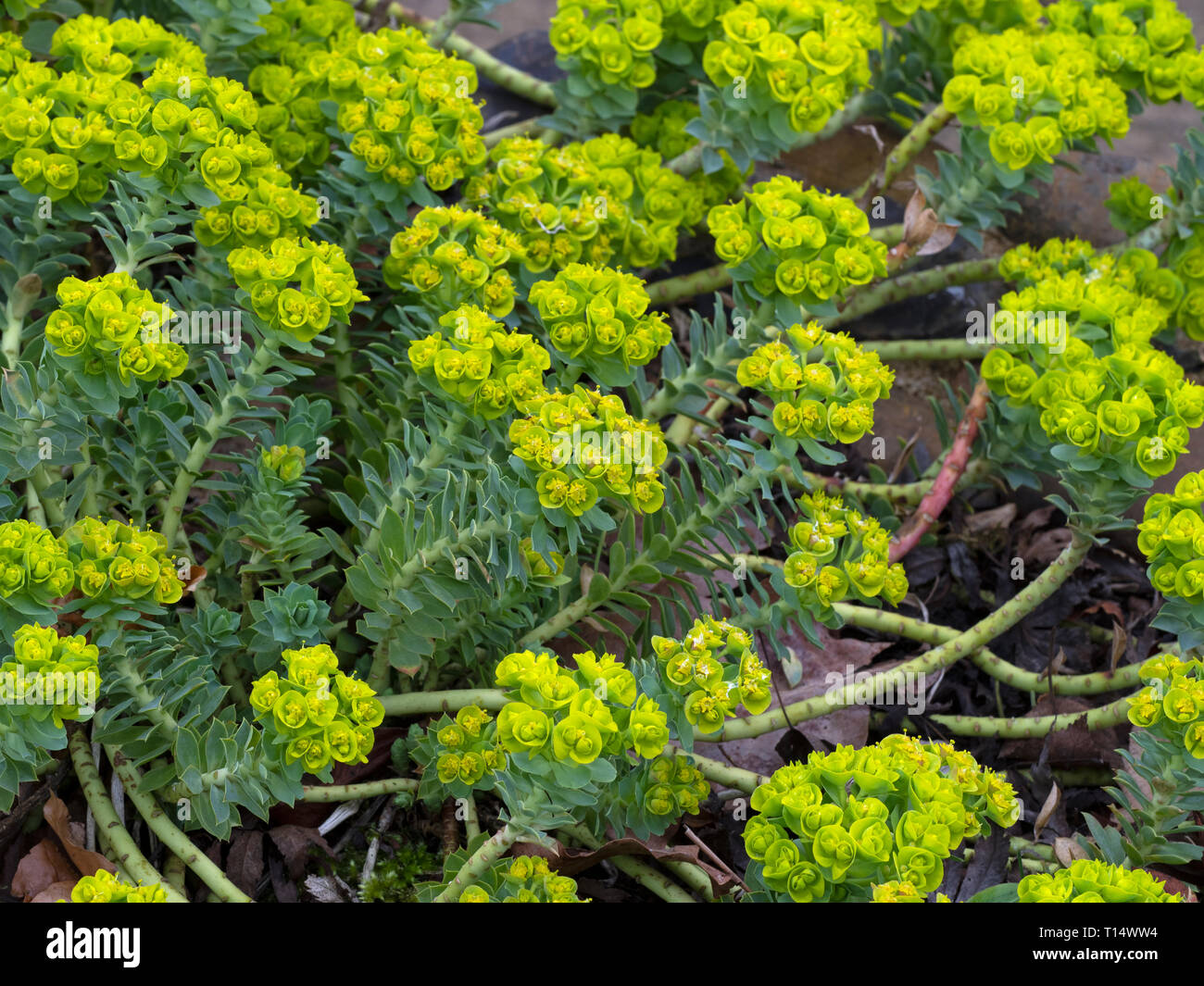 Myrtle spurge Euphorbia myrsinites Stock Photo - Alamy