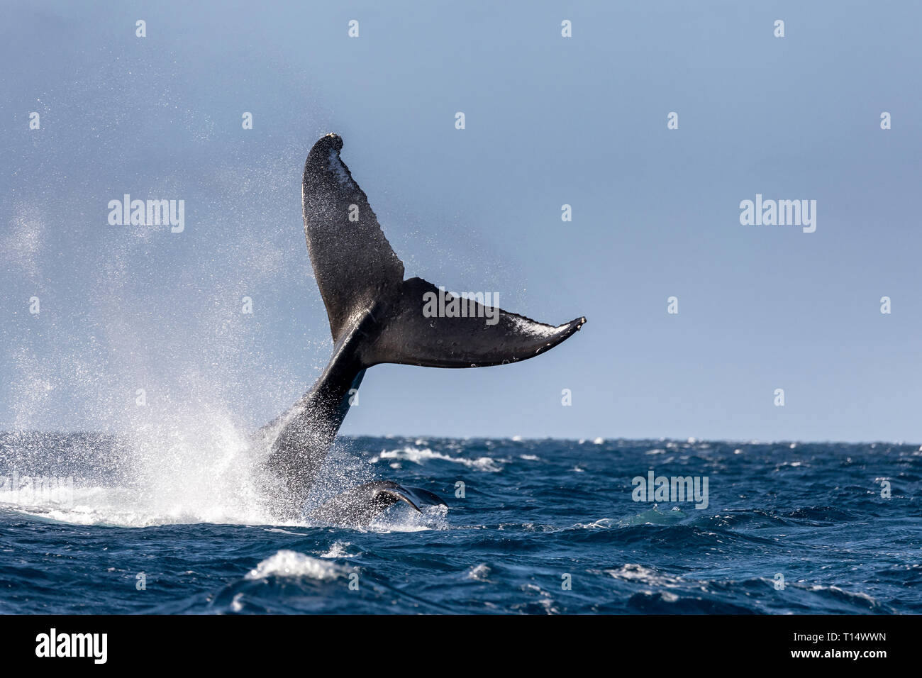 Humpback Whale Tail High Resolution Stock Photography and Images - Alamy