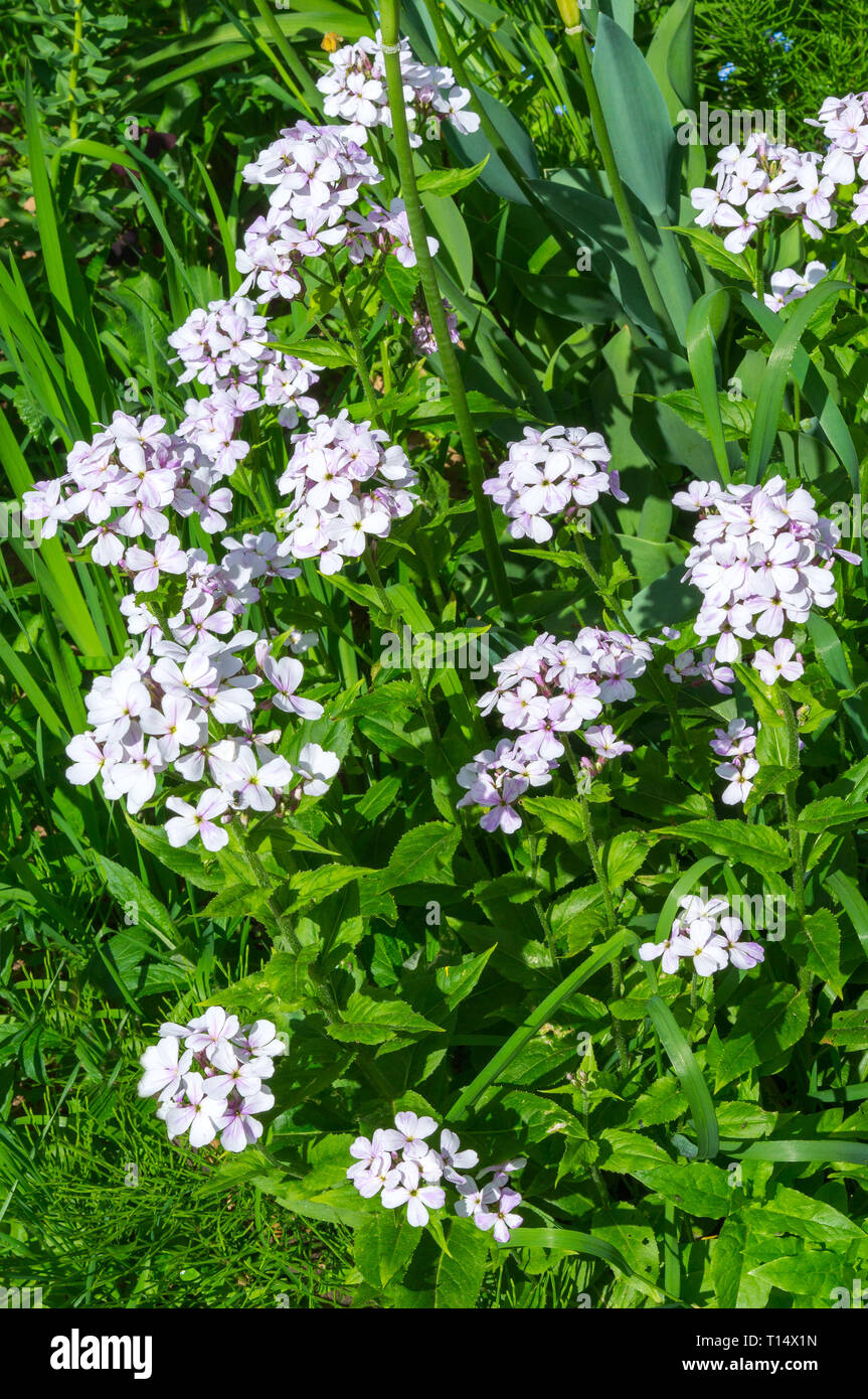 Sweet Rocket Hesperis matronalis Stock Photo - Alamy