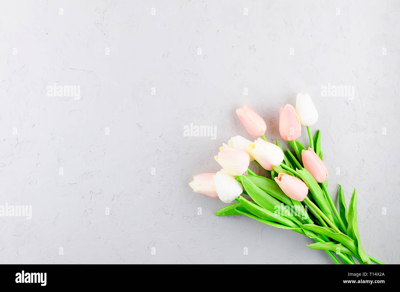 bouquet of light pink tulips on a gray concrete background, concept of ...