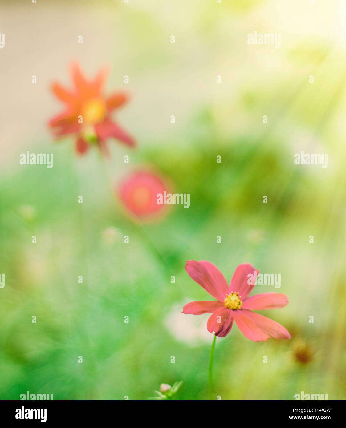 Daisy flowers in sunlight - springtime, beauty in nature and gardening ...