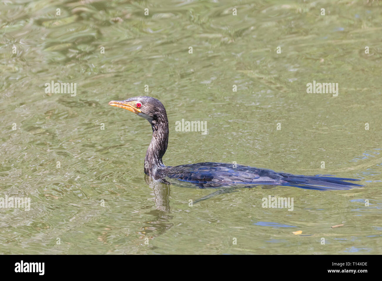 Reed Cormorant, Long-tailed Cormorant (Microcarbo africanus ...