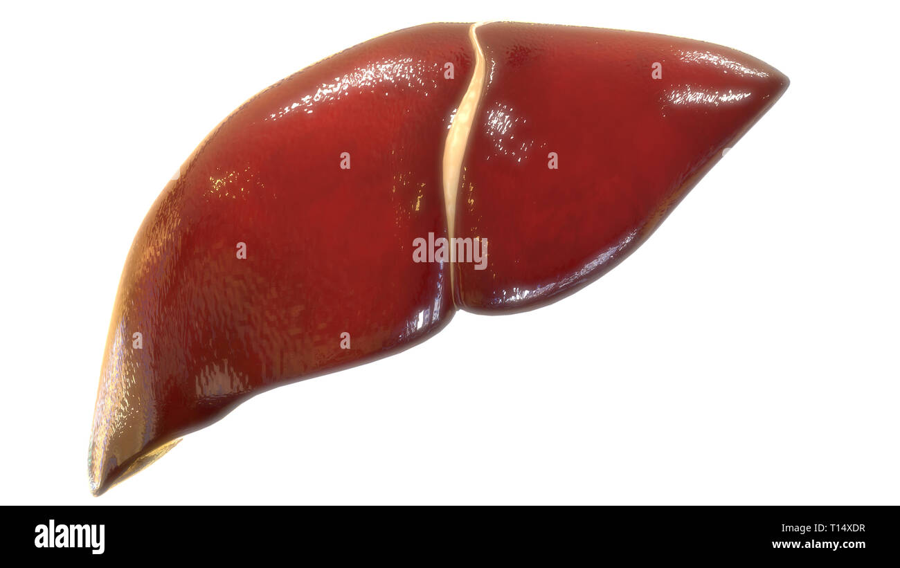 Human Liver Anatomy Stock Photo - Alamy