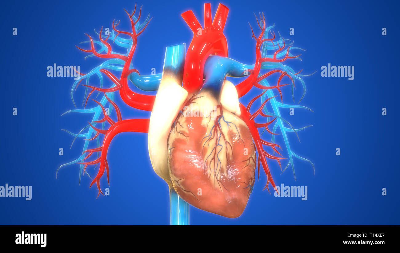 Human Cardio Vascular System Heart Anatomy Stock Photo - Alamy