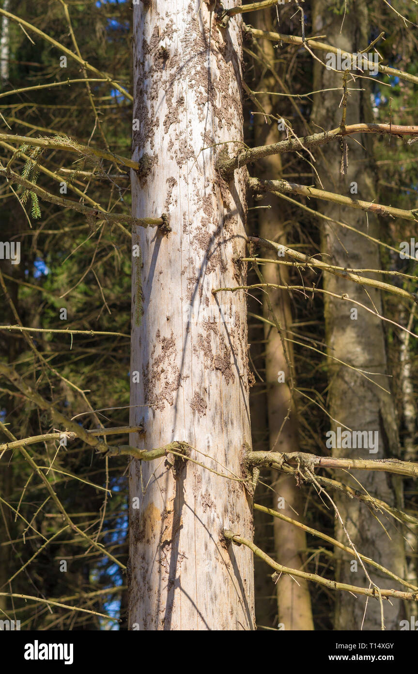 Wood affected with woodworm Ips typographus. Damaged tree trunk close ...