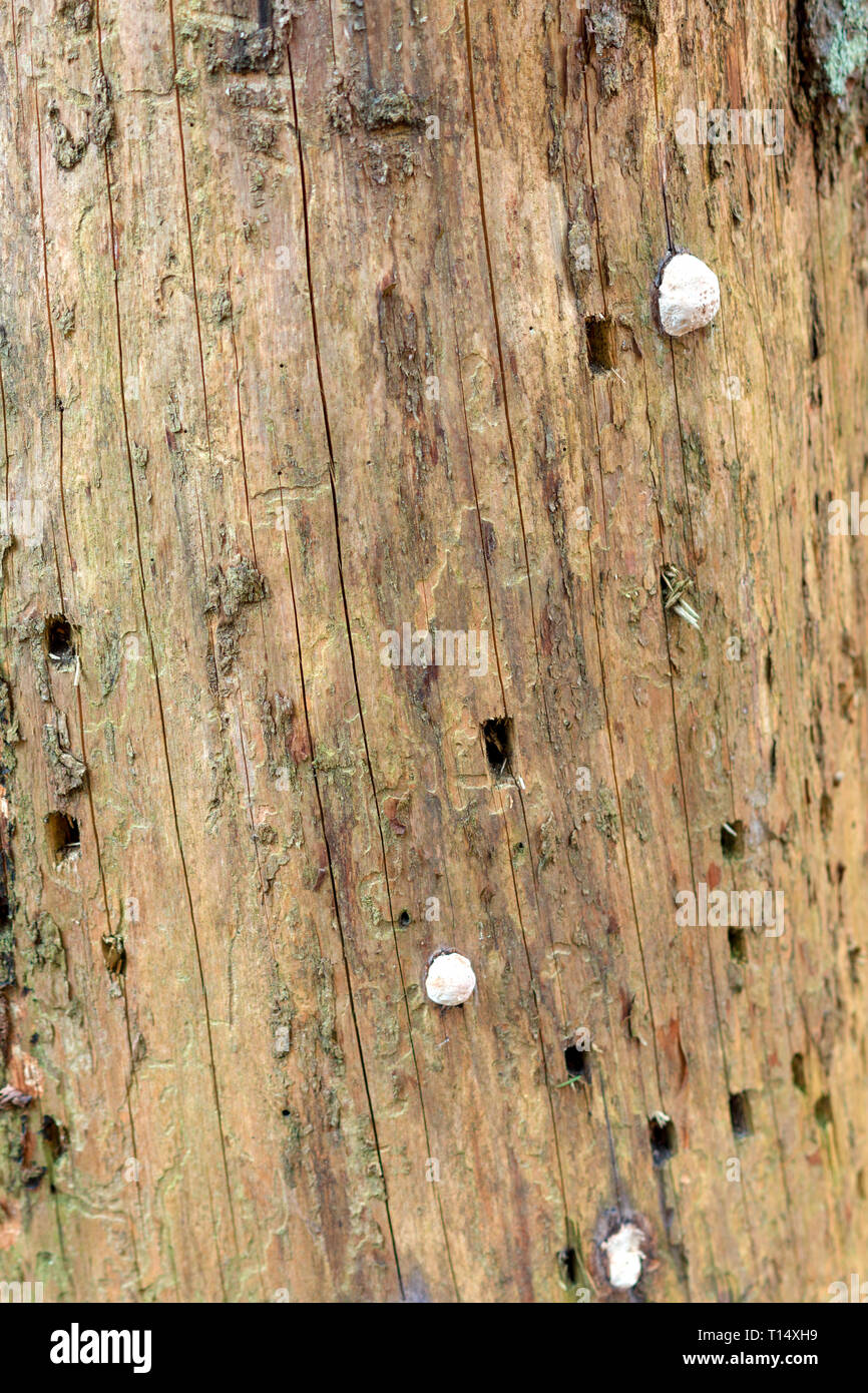Wood affected with woodworm Ips typographus. Damaged tree trunk close up. Destroyed bark tree ...