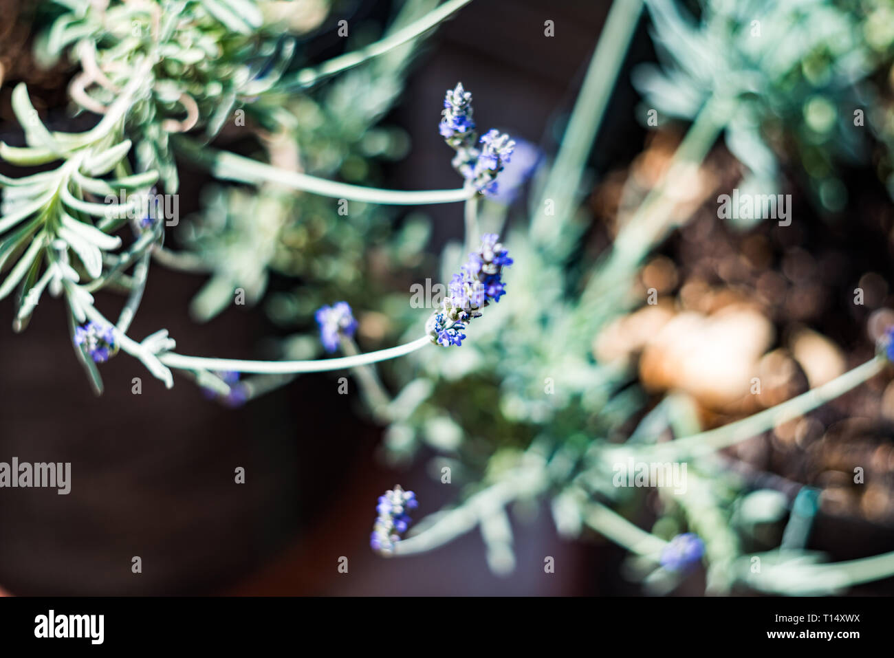Lavender growing on balcony in grow sacks Stock Photo - Alamy