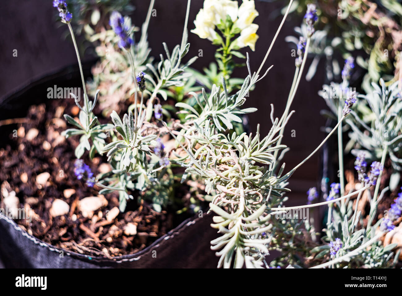 Lavender growing on balcony in grow sacks Stock Photo - Alamy