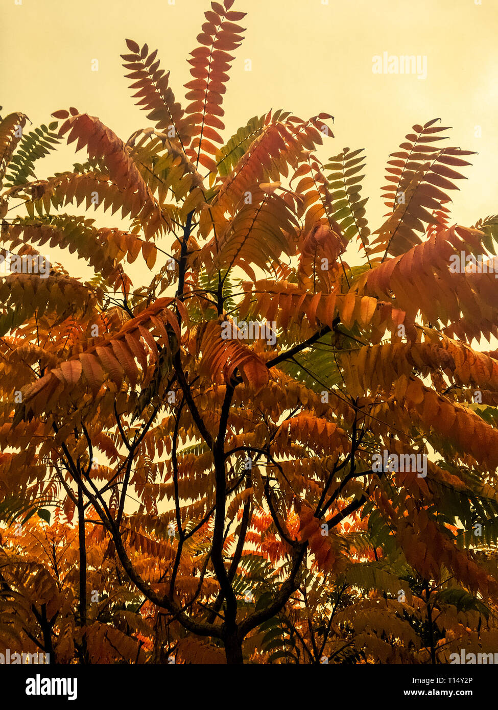 Fall season, weather and environment concept - Autumn leaves and trees ...