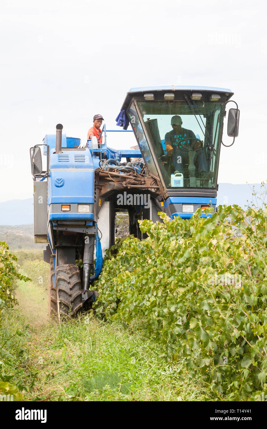 Shiraz grape harvest, Robertson, Robertson Wine Valley, Western Cape, South Africa, New Holland ...
