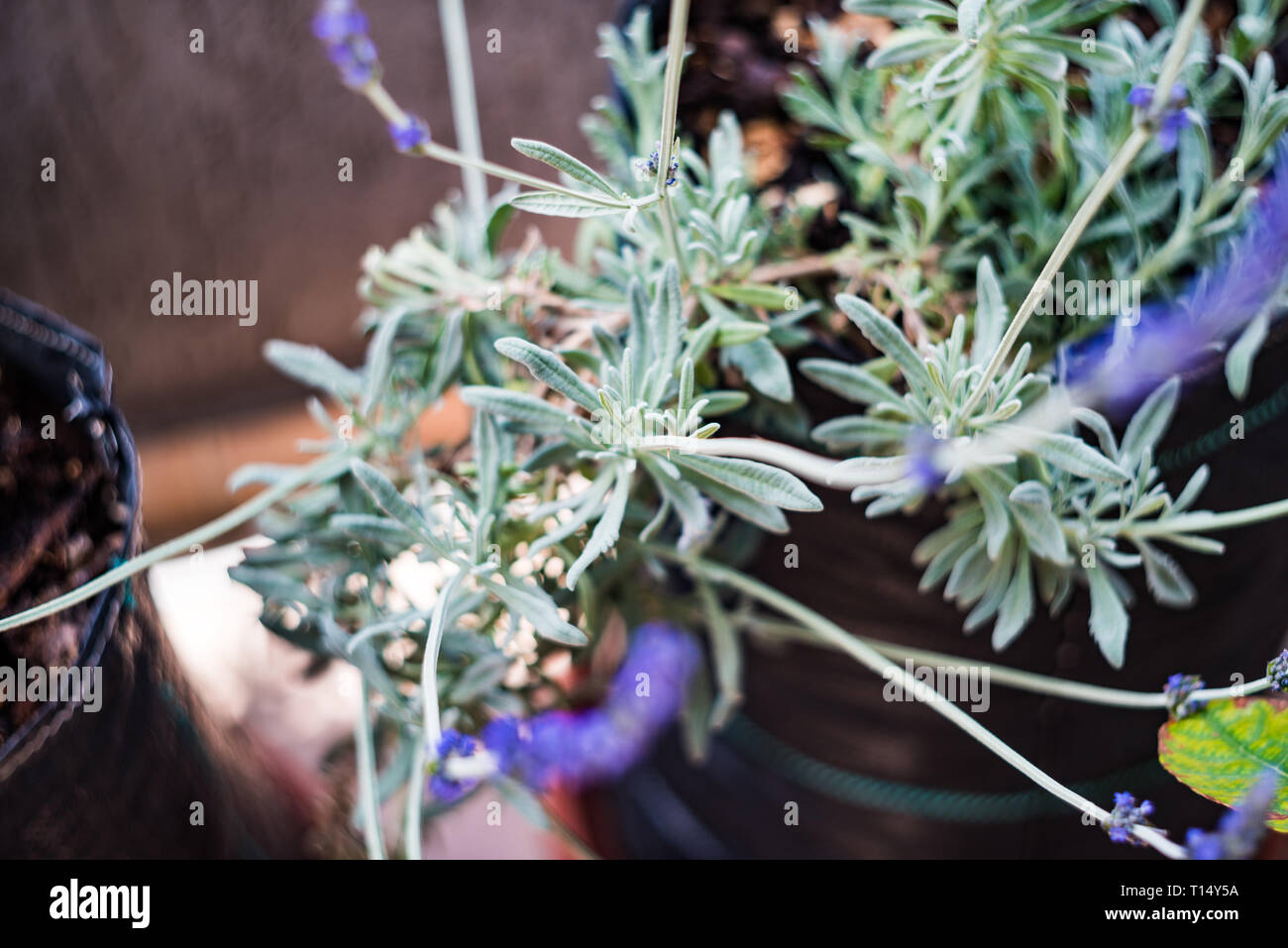 Lavender growing on balcony in grow sacks Stock Photo - Alamy