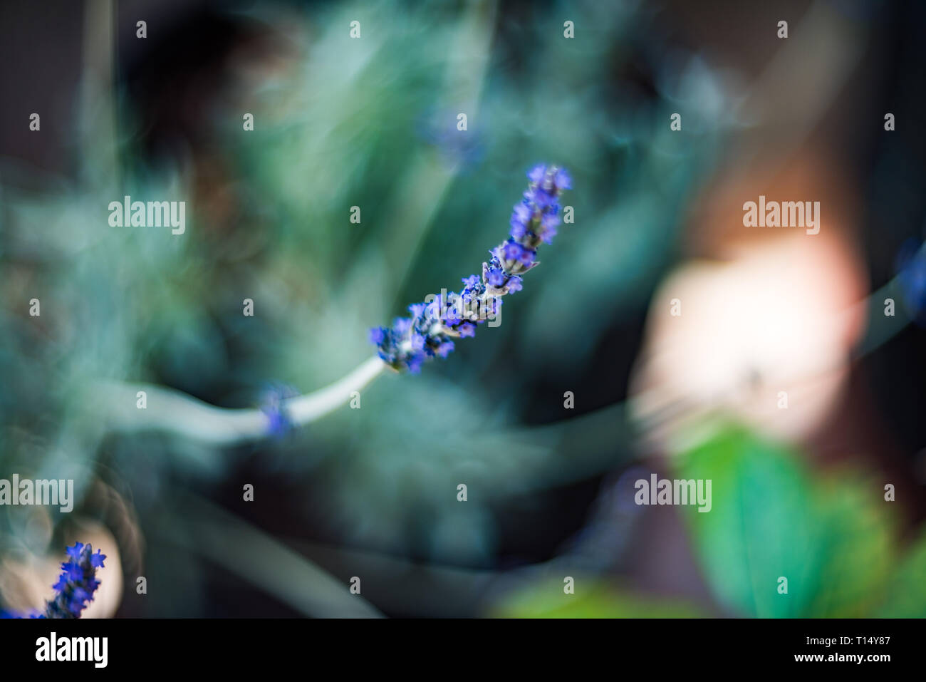 Lavender growing on balcony in grow sacks Stock Photo - Alamy
