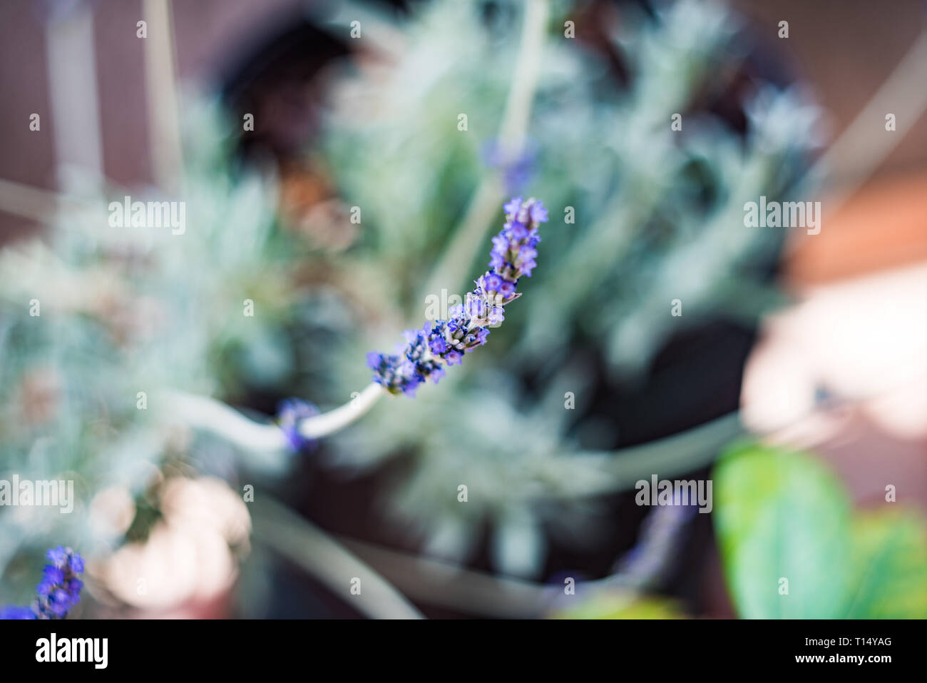 Lavender growing on balcony in grow sacks Stock Photo - Alamy