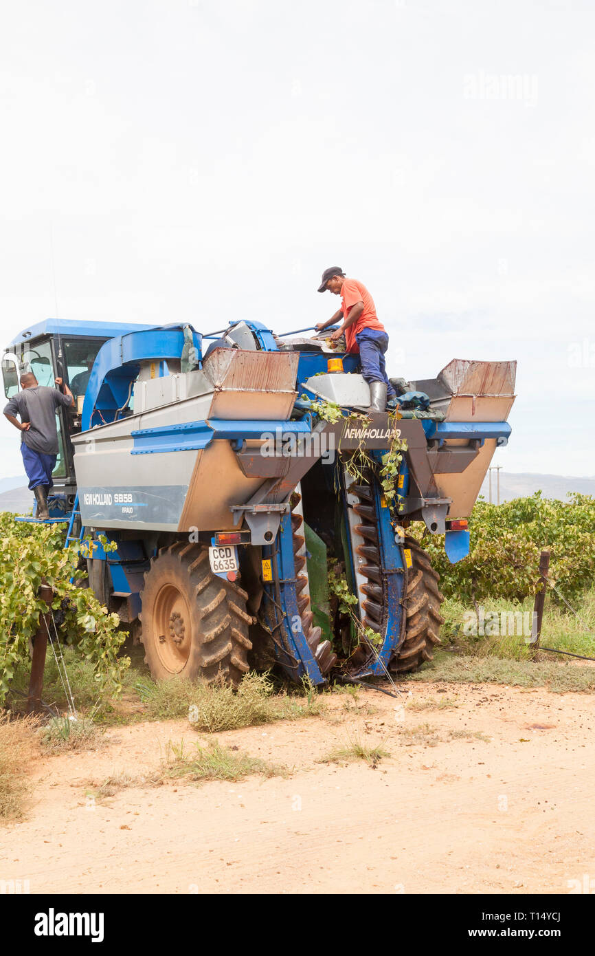 Shiraz grape harvest, Robertson, Robertson Wine Valley, Western Cape ...
