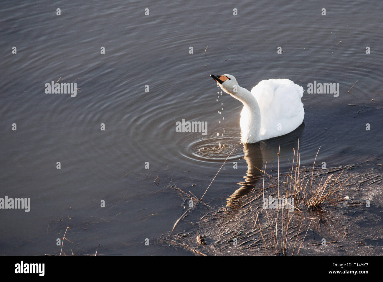 Swan throat hi-res stock photography and images - Alamy