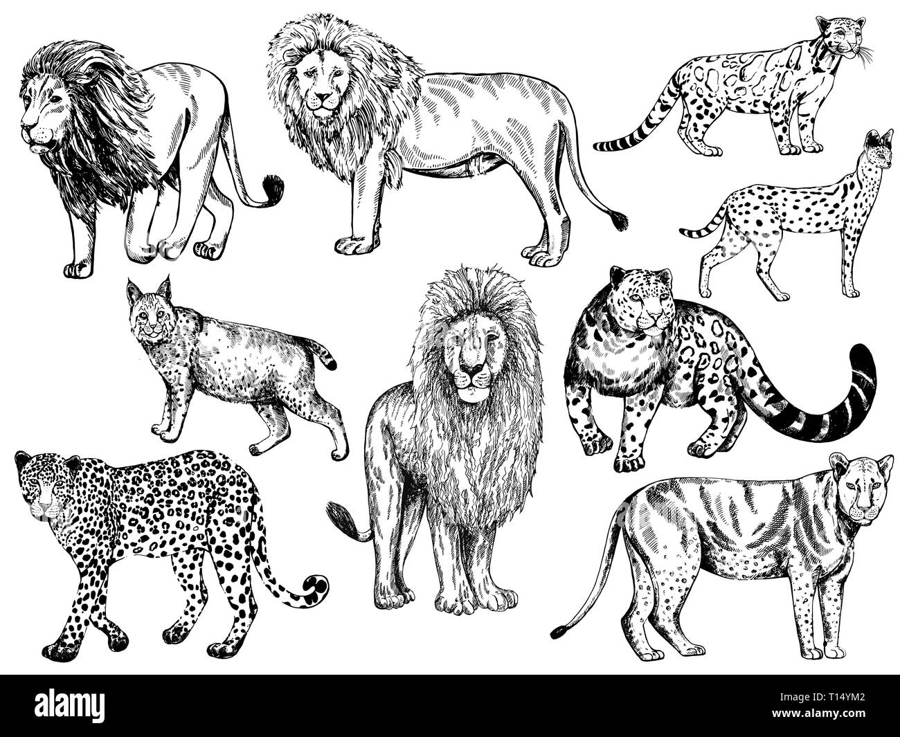 Set of hand drawn sketch style big cats isolated on white background ...