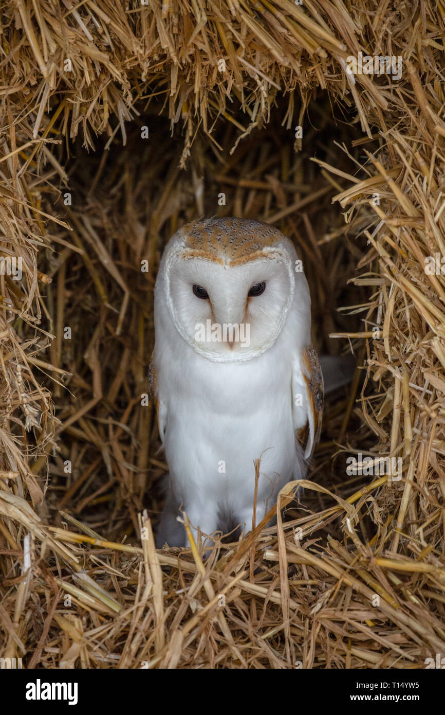 European Barn Owl (Tyto Alba) in completely natural habitat, United ...