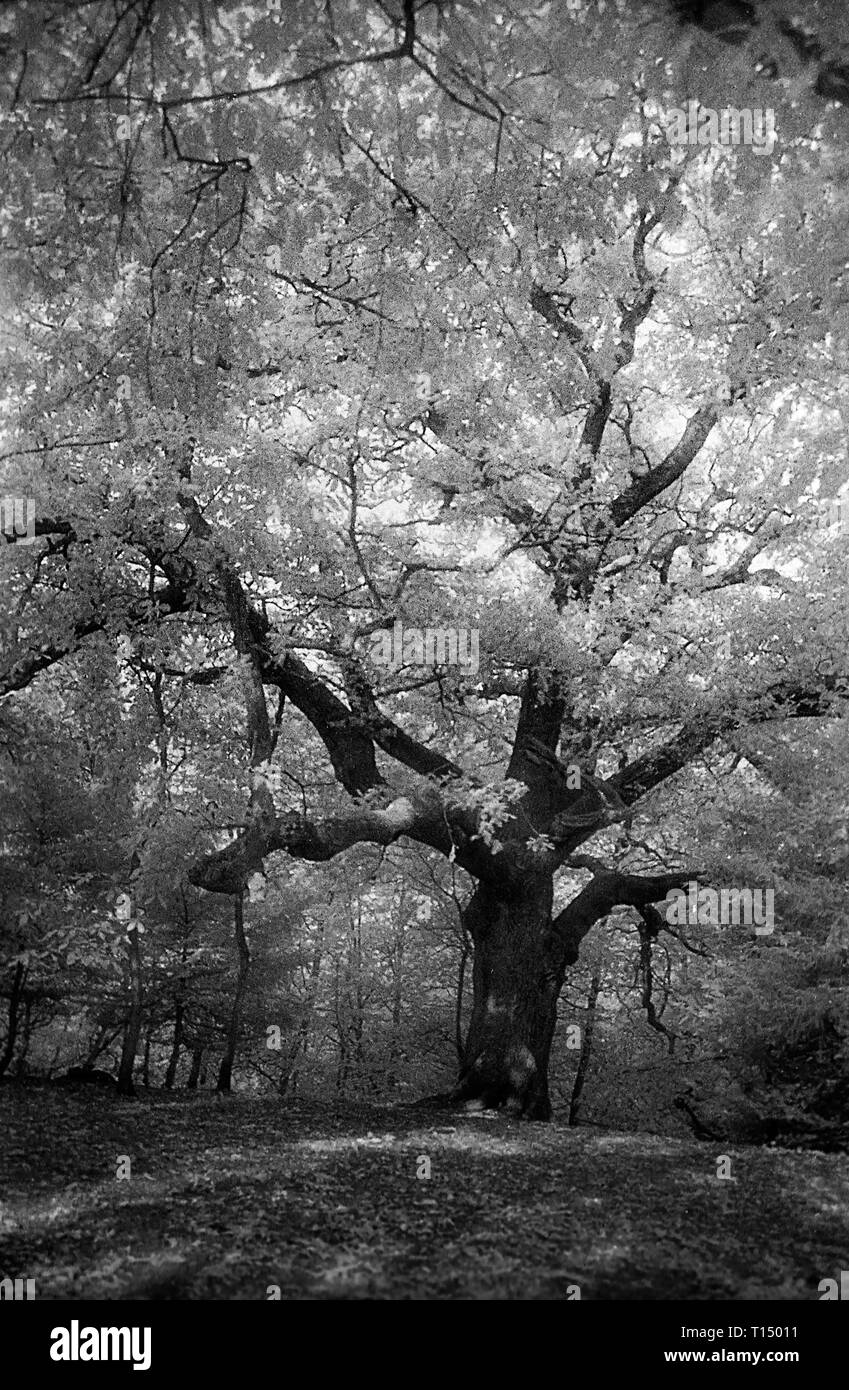 Red huge Black and White Stock Photos & Images - Alamy