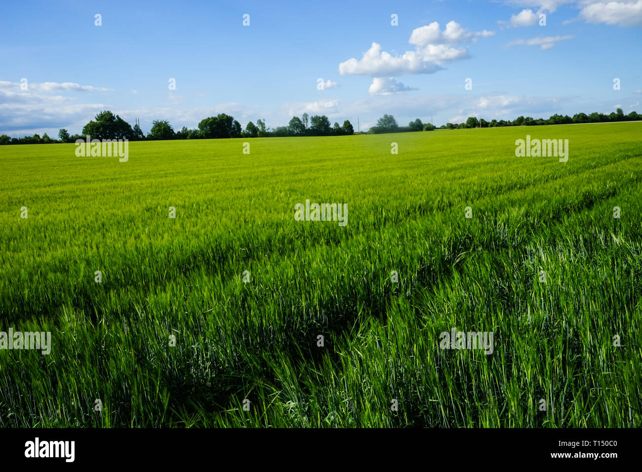 Empty green field hi-res stock photography and images - Alamy