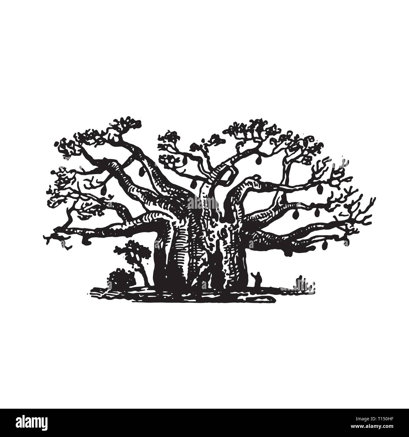 African Safari Background Drawing