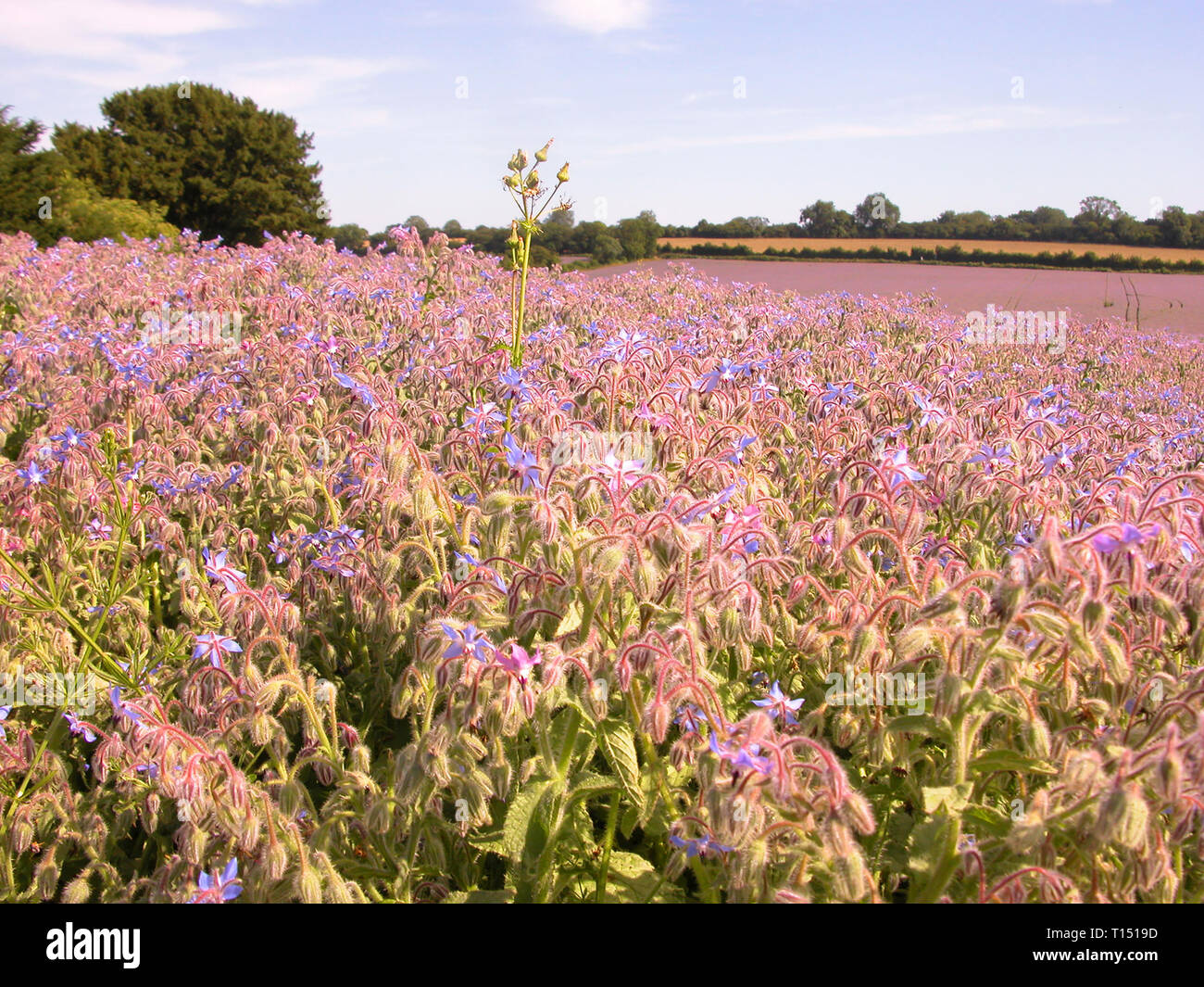 Field of borage (Borago officinalis) near Owslebury, mid-Hampshire ...